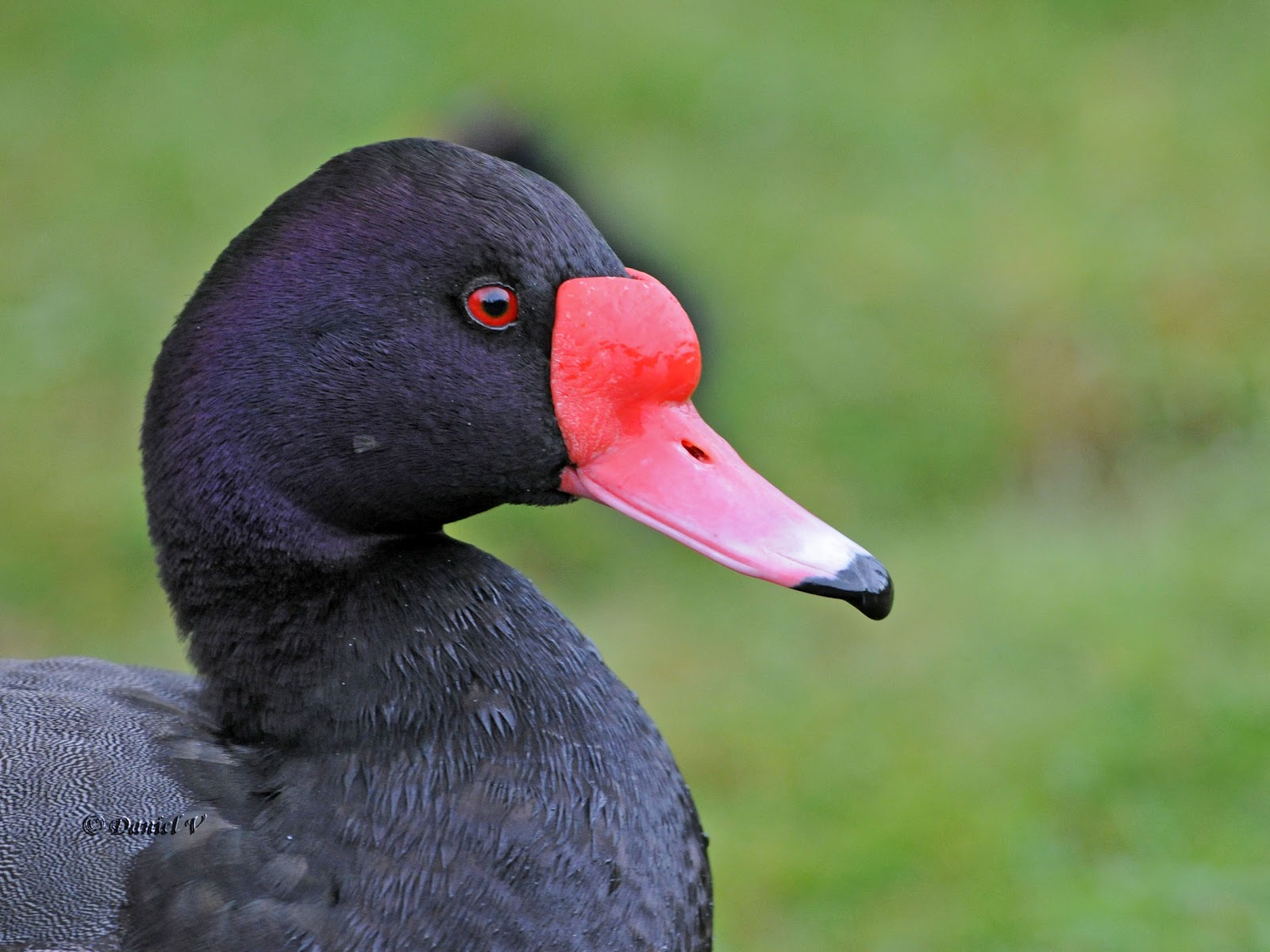 Les oiseaux du 27: La nette à bec rosé, Netta peposaca