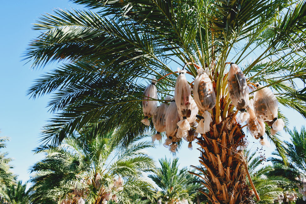 Woman in Real Life: My Trip to Bard Valley in Search of Medjool Dates ...