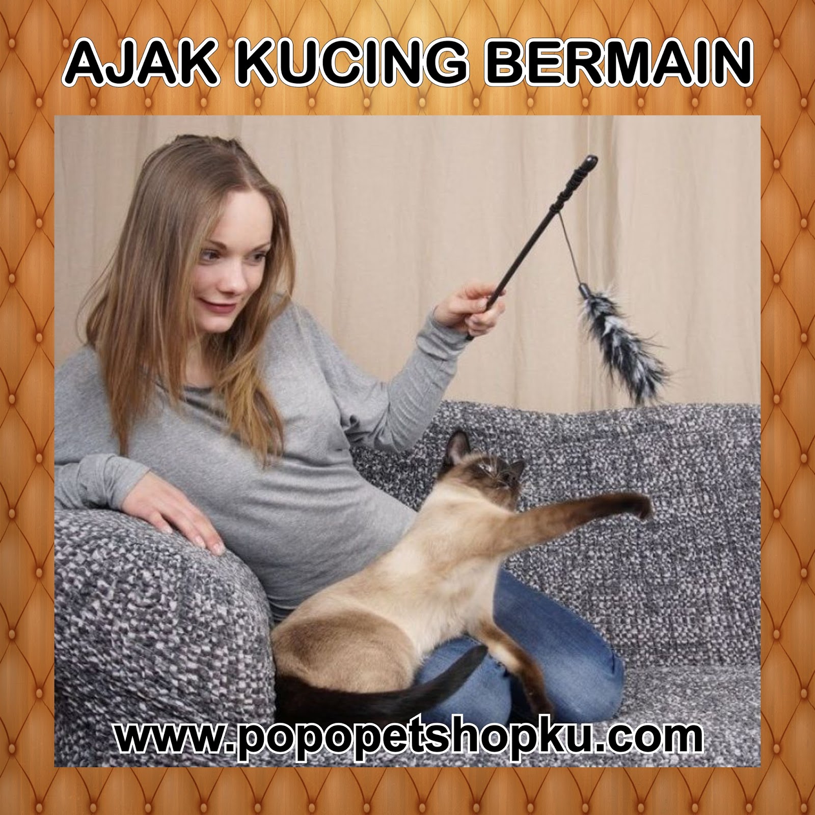 POPO PETSHOP: 10 Cara Membuat Kucing Menjadi Gemuk dan Sehat