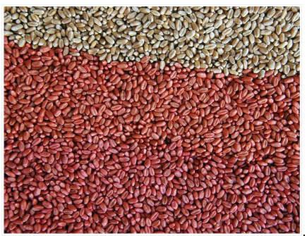 BITÁCORA DEL ESTADO LIBRE, SOBERANO E INDEPENDIENTE DE LEONLANDIA DEL ...