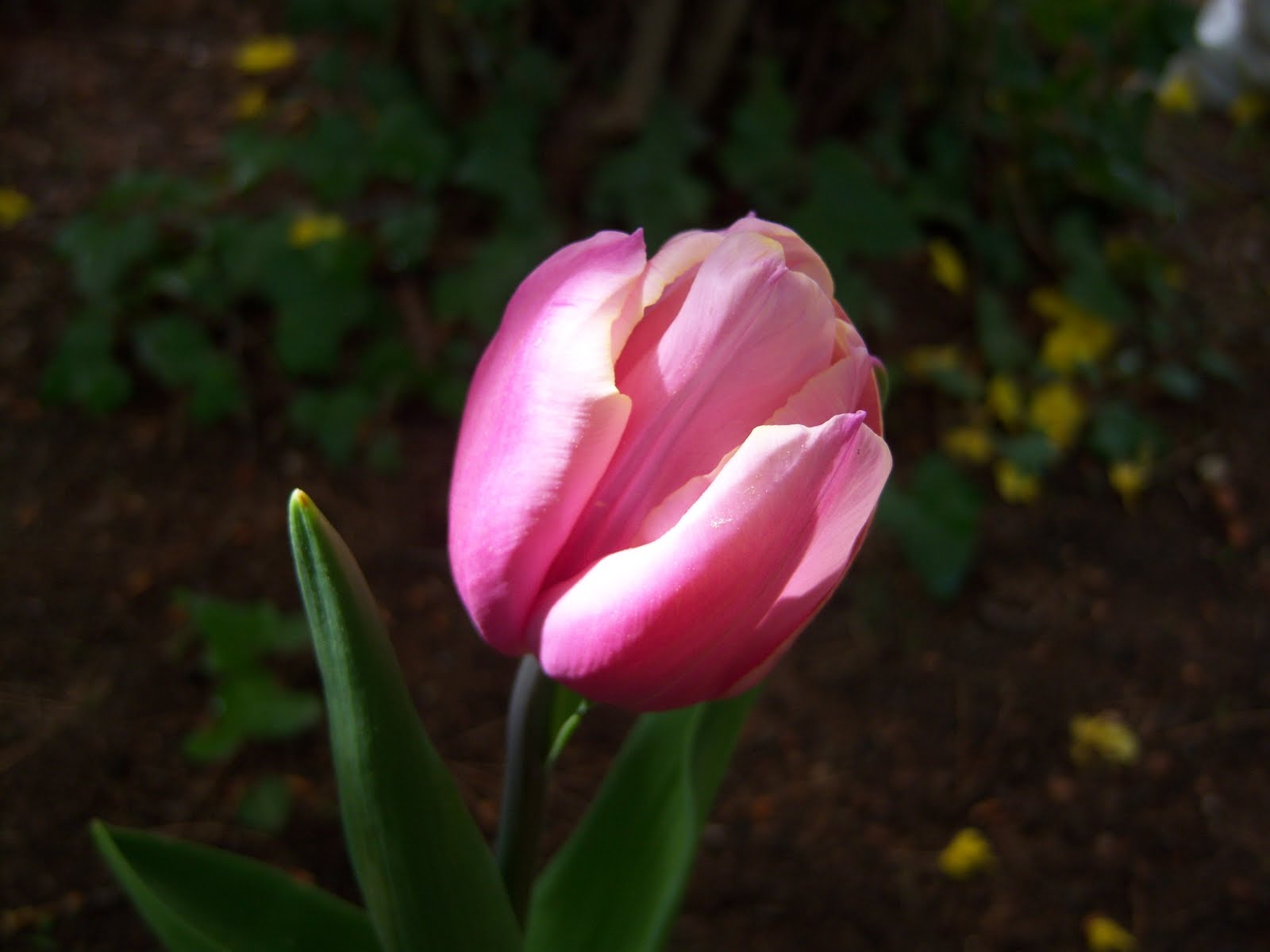 Tulipa gesneriana «tulipán» - Id Plantae