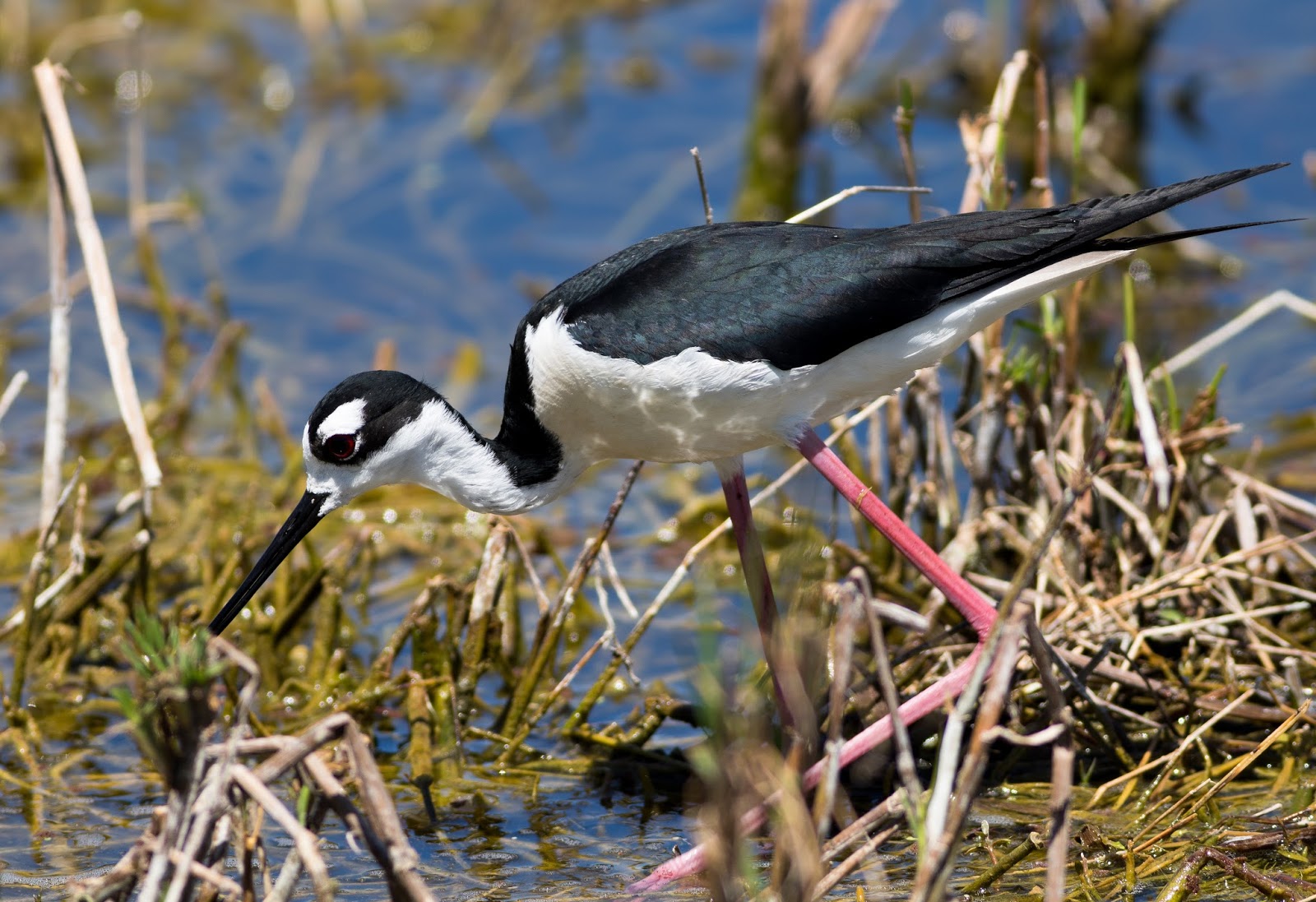 Pixie Birding: Florida Birding Trip Report - Day 13 (Lake Apopka Lust ...