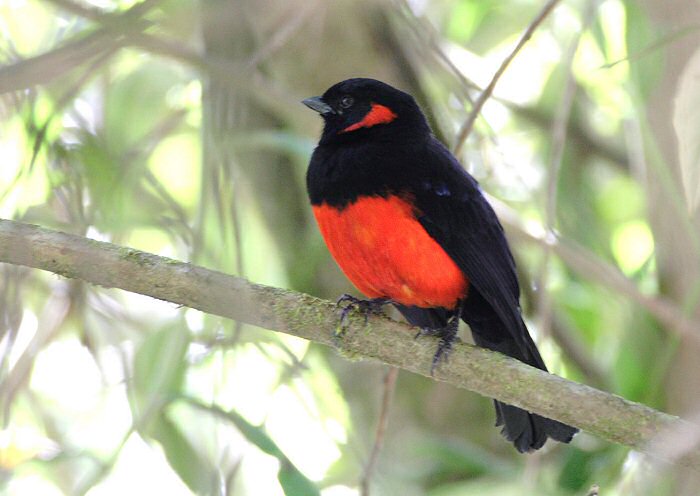 PROYECTO BIOLOGÍA ESPAÑOL: RESERVA NATURAL EL ENCENILLO