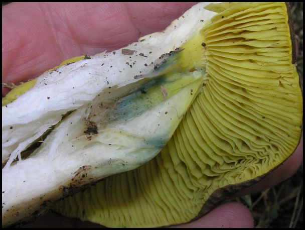 Australian Fungi - A Blog: #51 Phylloporus rhodoxanthus