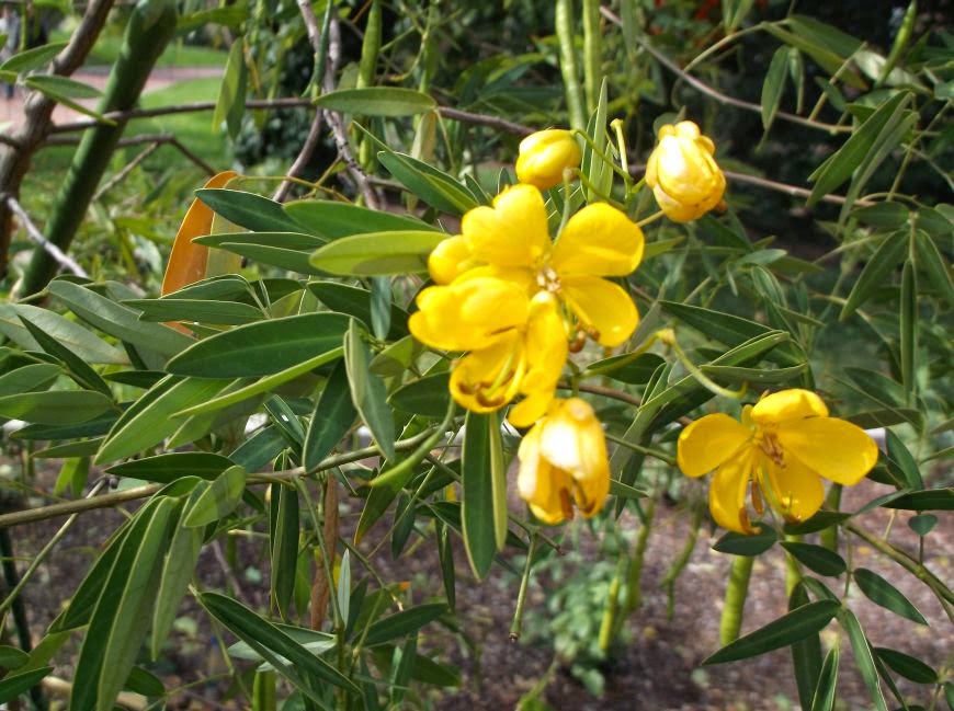 Future Plants by Randy Stewart: Cassia & Senna(s)