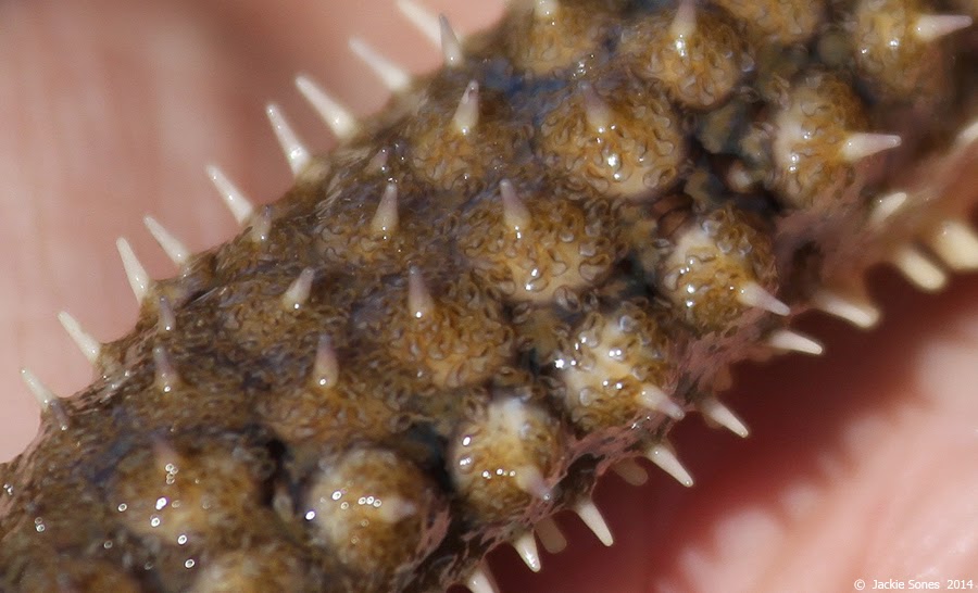 The Natural History of Bodega Head: A star from the depths