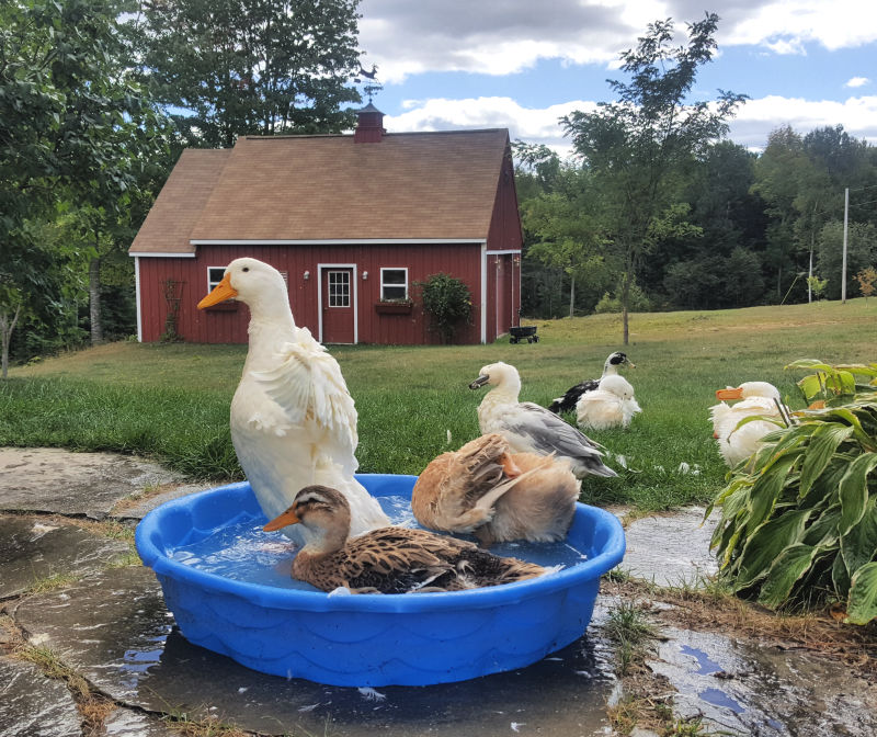 Ten Things you Need to Know about Raising Ducks - Fresh Eggs Daily ...