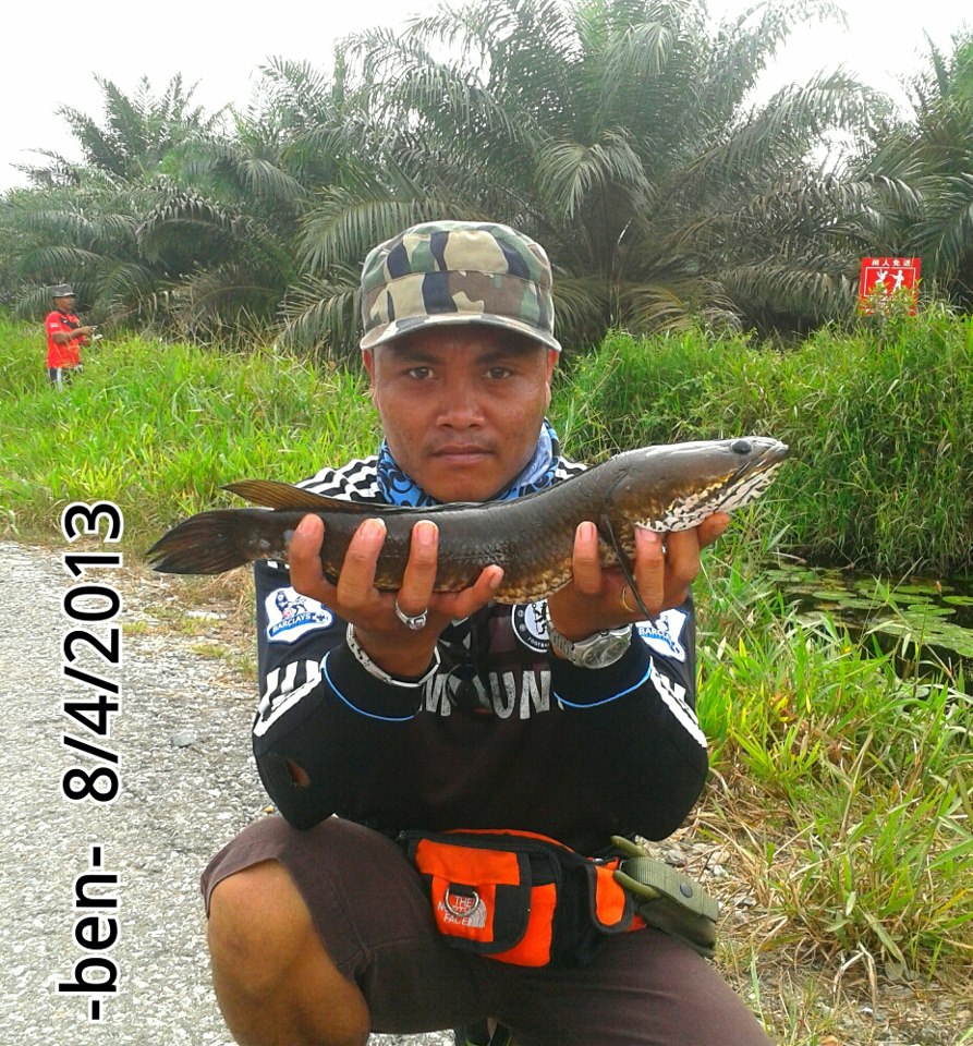 Channidae family of snakehead fish: IKAN BUJUK DAN IKAN HARUAN ( SNAKEHEAD)