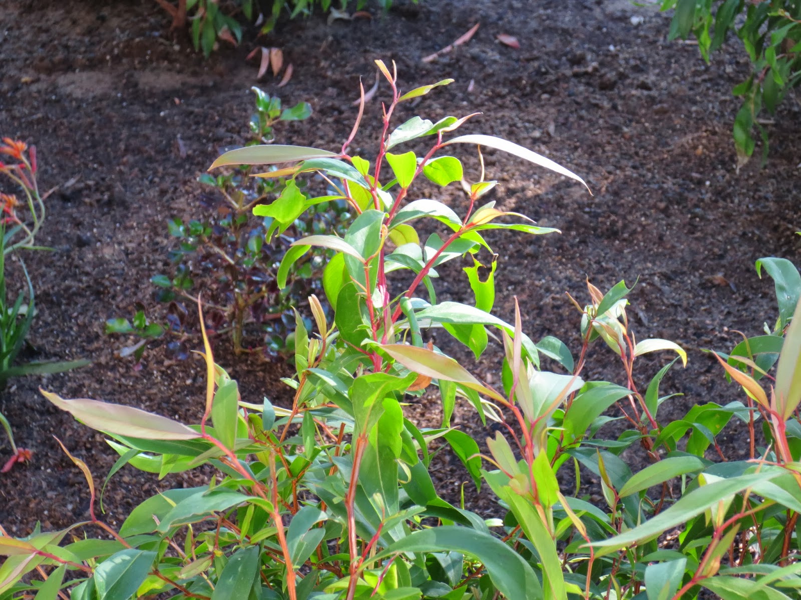 Late to the Garden Party: Fall Planting Season