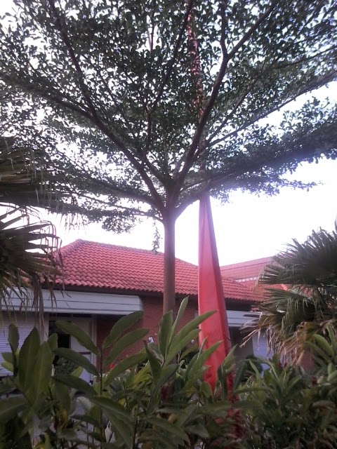 Pohon ketapang mini ~ Arya Flower Landscape