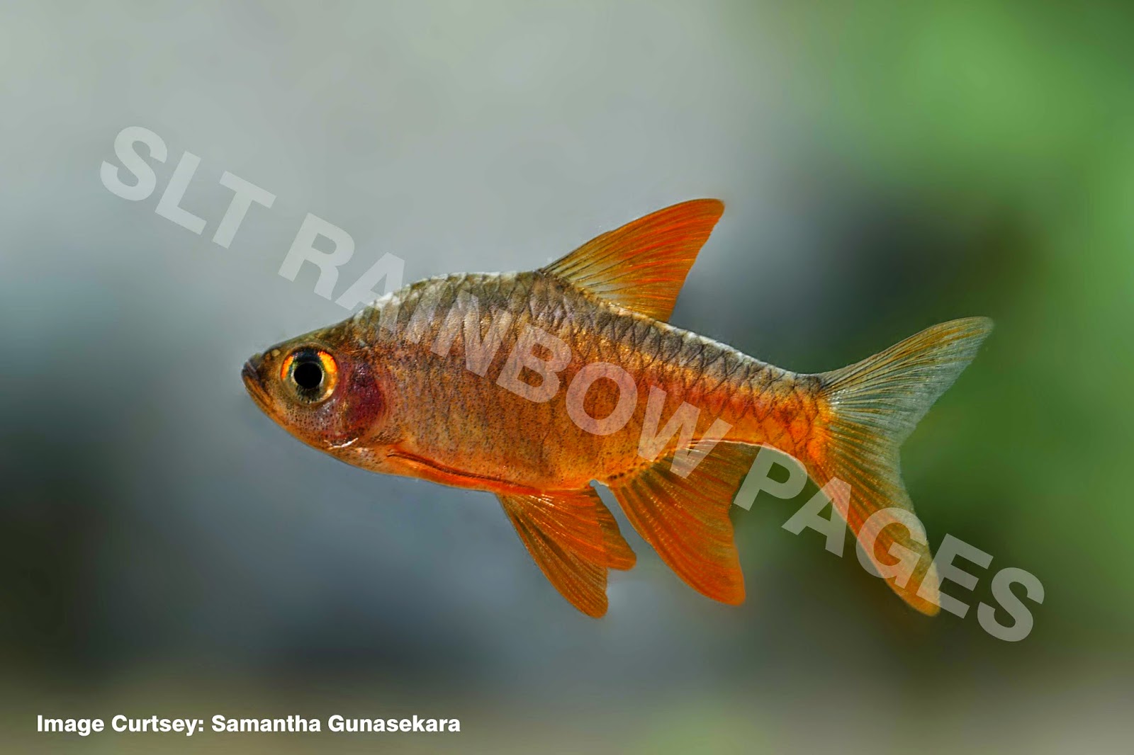 SLT RAINBOWPAGES: Freshwater Piscifauna of Sri Lanka