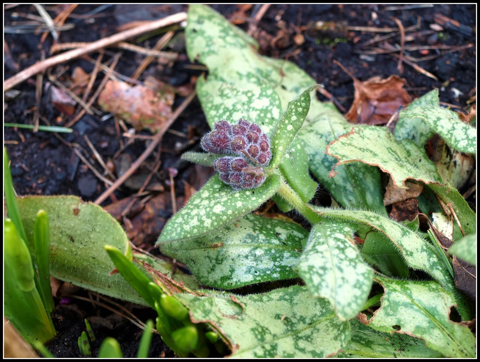 Mark's Veg Plot: Pulmonaria / Lungwort