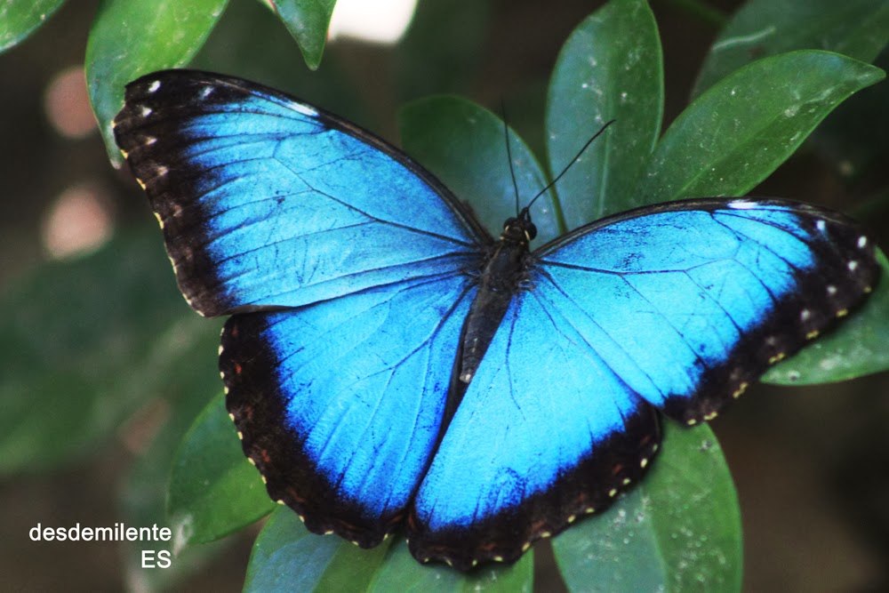 El nacimiento de las mariposas ~ .:El Salvador desde mi lente:.