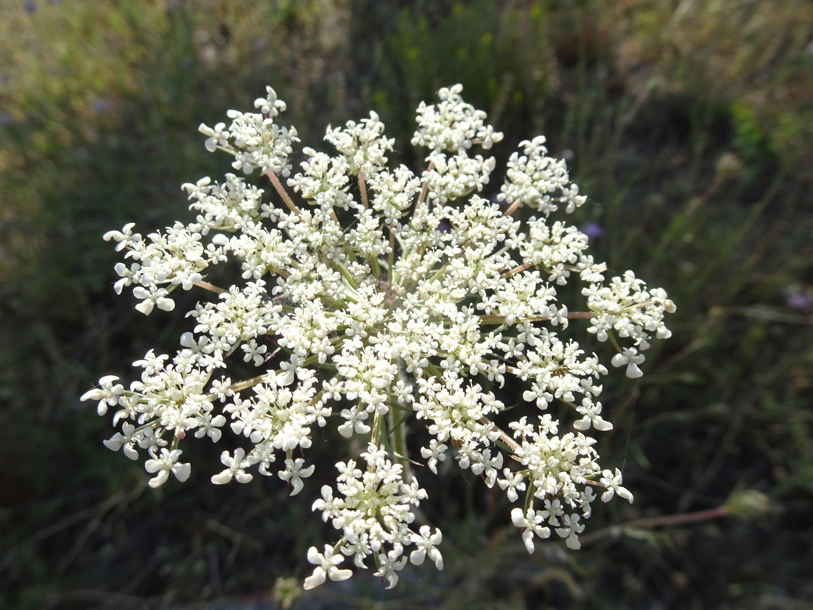 HERBARIO VIRTUAL DE BANYERES DE MARIOLA Y ALICANTE: Daucus carota var ...