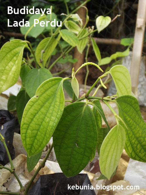 Kebun Mania Bertanam Tak Harus Di Tanah: Peluang Bisnis Budidaya Lada ...