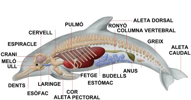 TERRESTRES: Els Dofins