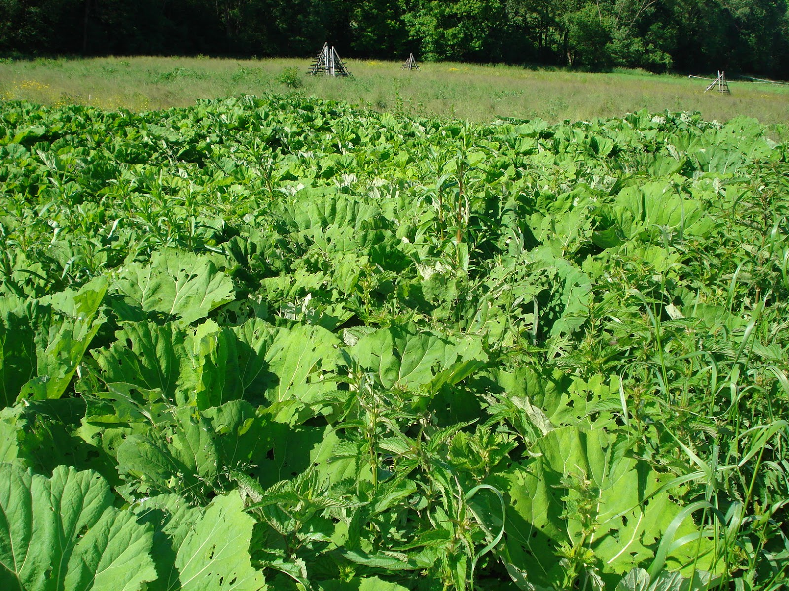 Krížikové vyšívanie: Lopúch