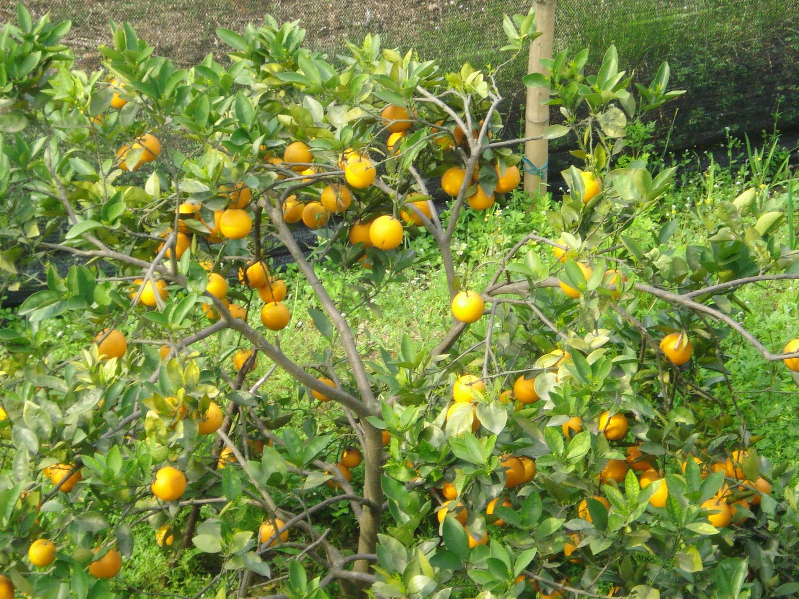 CERITALAH NEK NGAH . . . .: BUNGA & BUAH