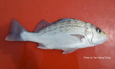 Grunts (Grunters) | Talk About Fish