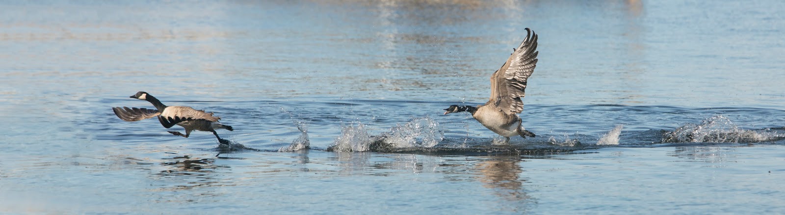 Shoreline Area News: Photo: Wild Goose Chase