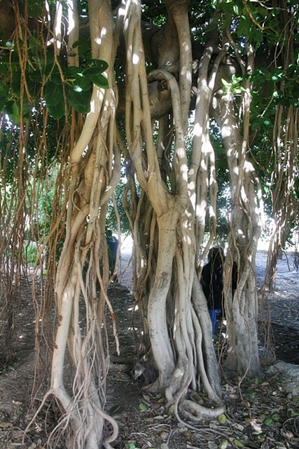 appelsiinipuun alla: Bengalin fiikus