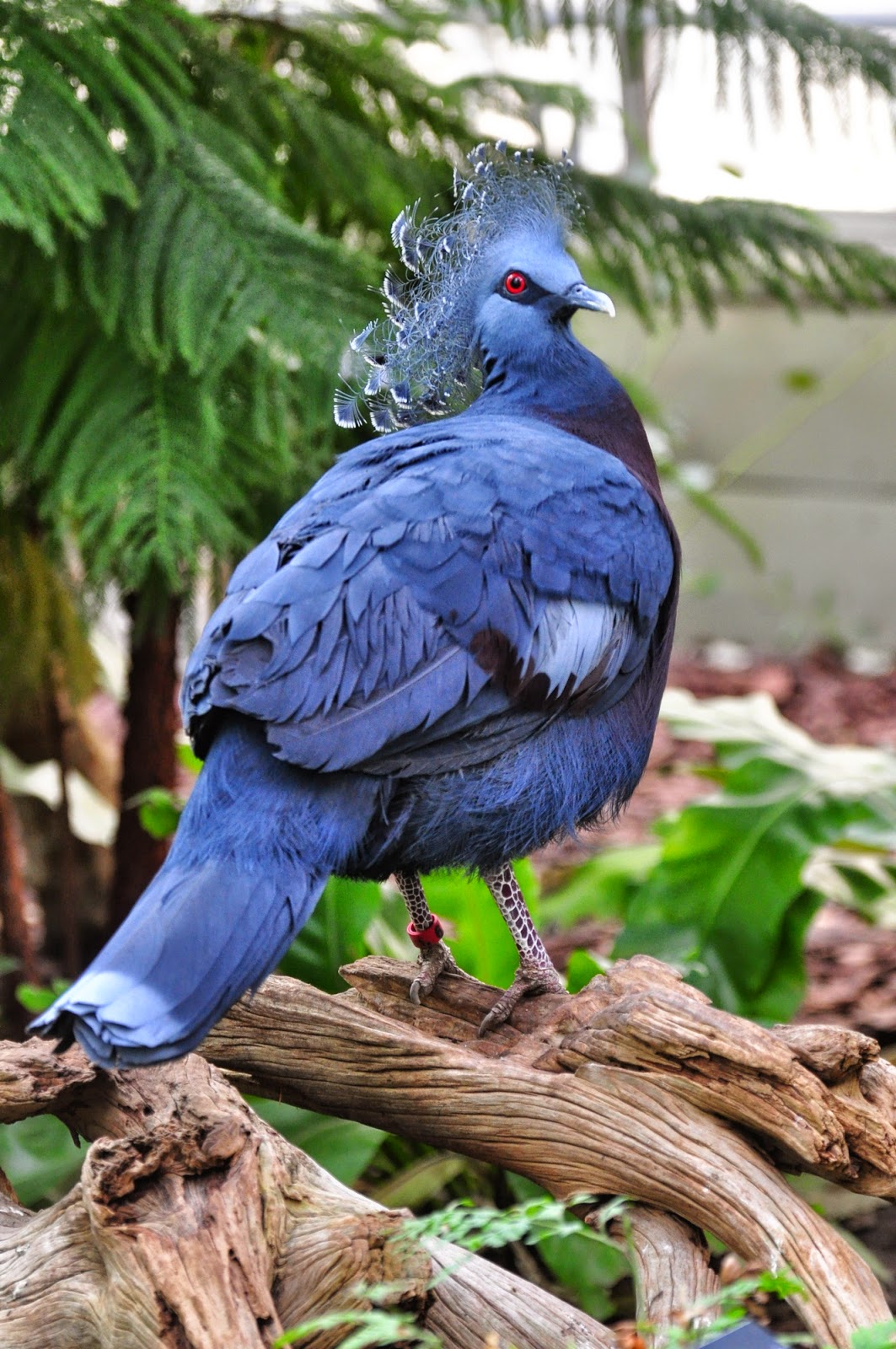 CROWNED PIGEON photos - wallpapers | the fun bank