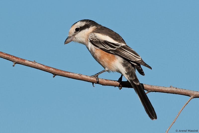 Mengenal jenis-jenis Cendet