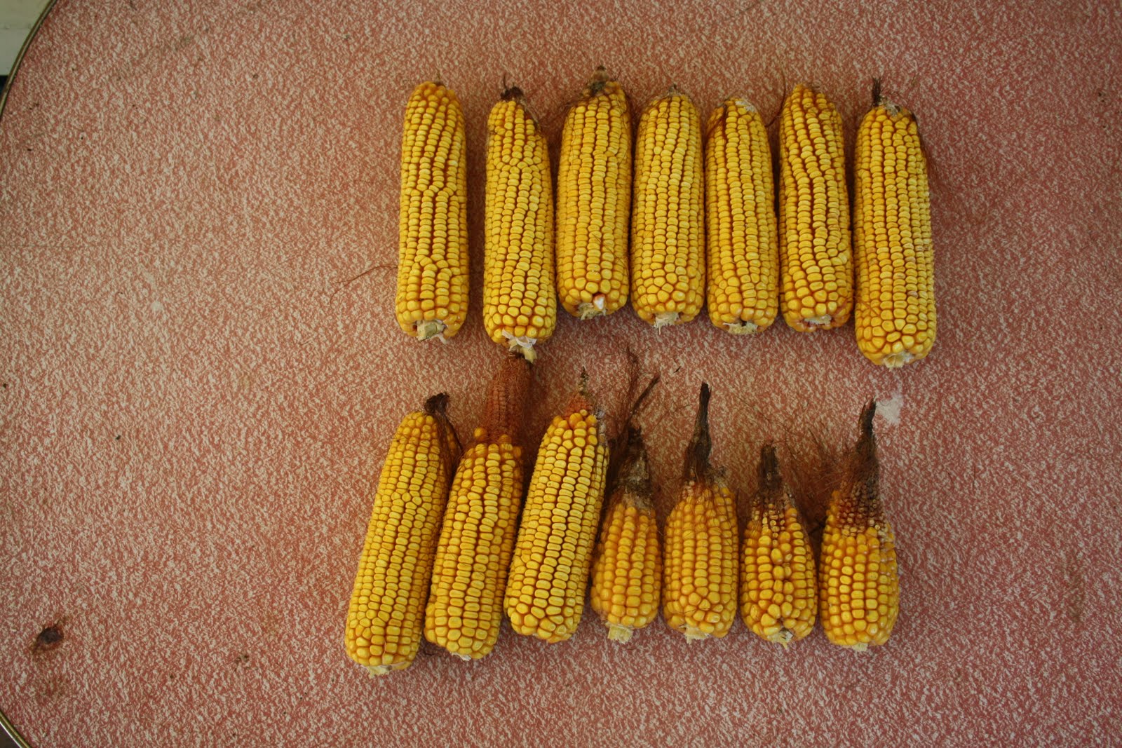 Southern Corn: Corn Harvest