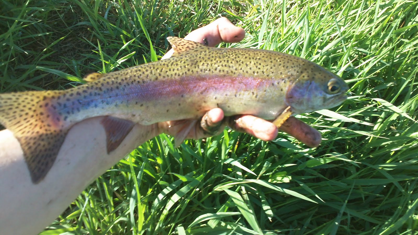 Illinois Wisconsin Fishing: dane county rainbow trout