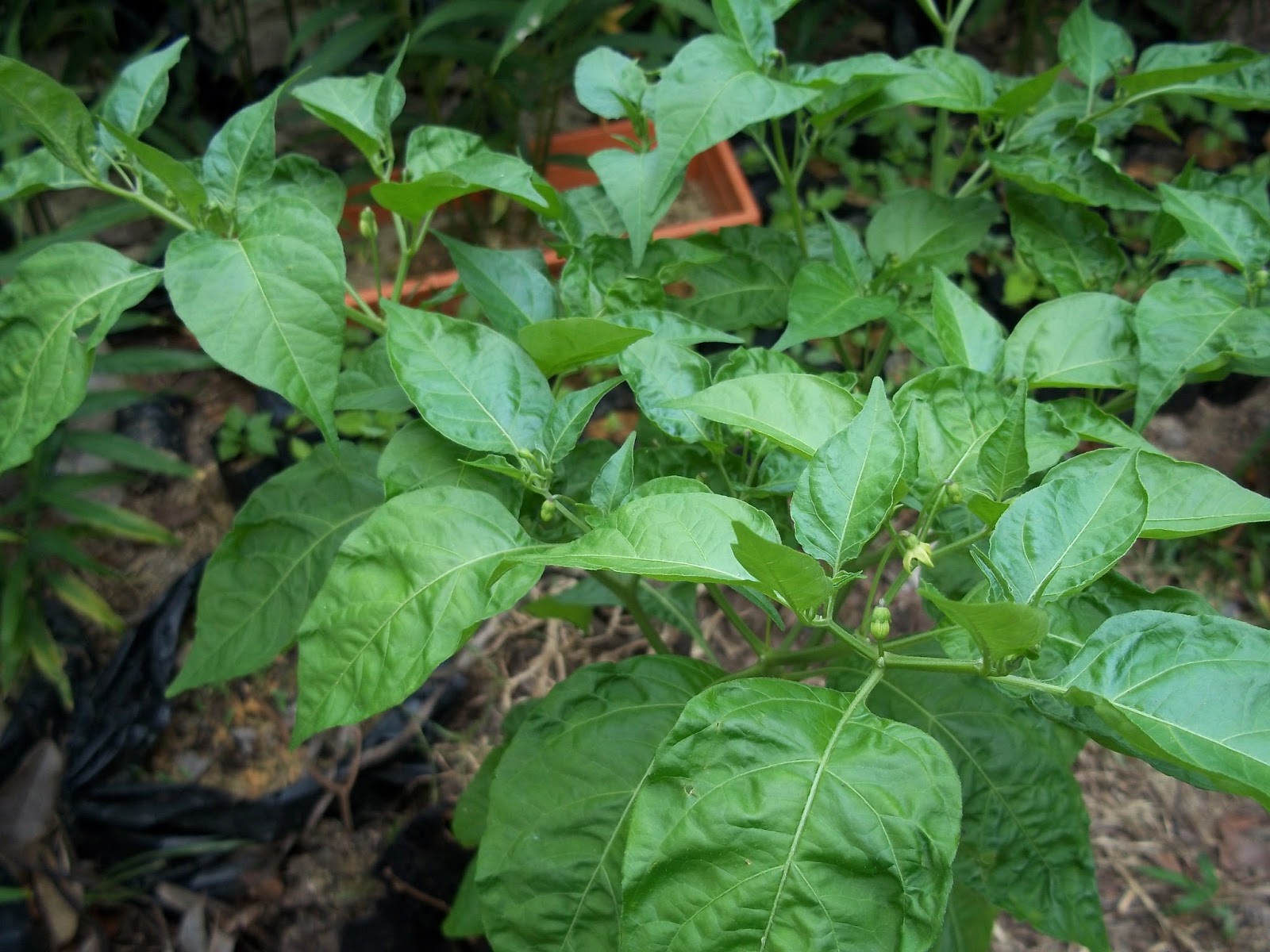 Tanaman Halia: Tanaman Cili Padi dalam Polybag dan ditanah.
