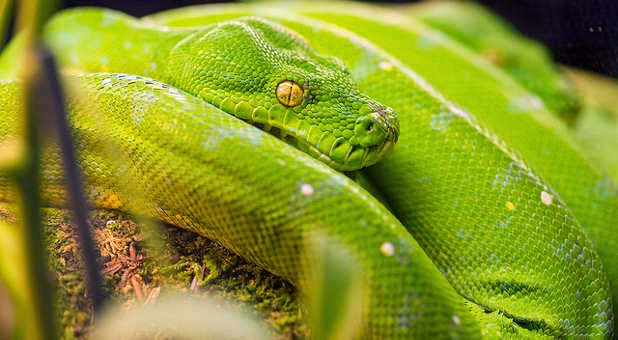 THE PROPHETIC COMPANY: The Python Spirit: What it's really after