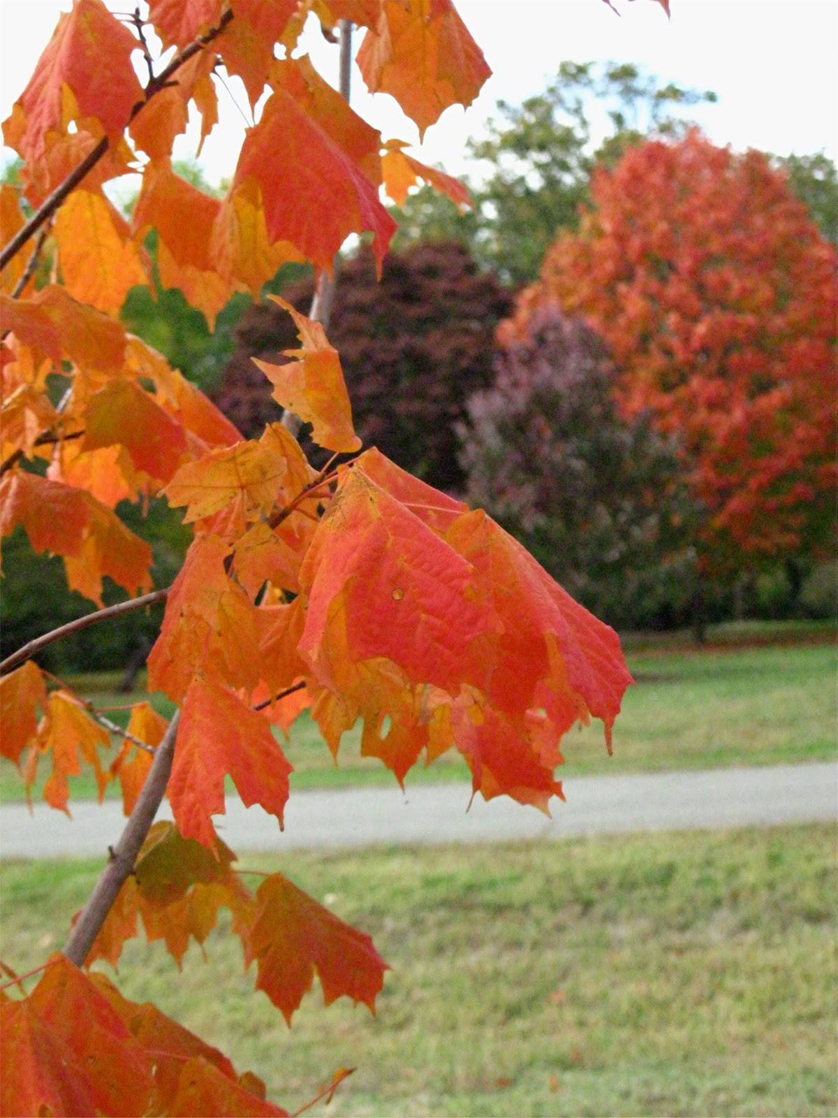 1003 Gardens: Acer saccharum 'Reba' Belle Tower....a very nice upright ...