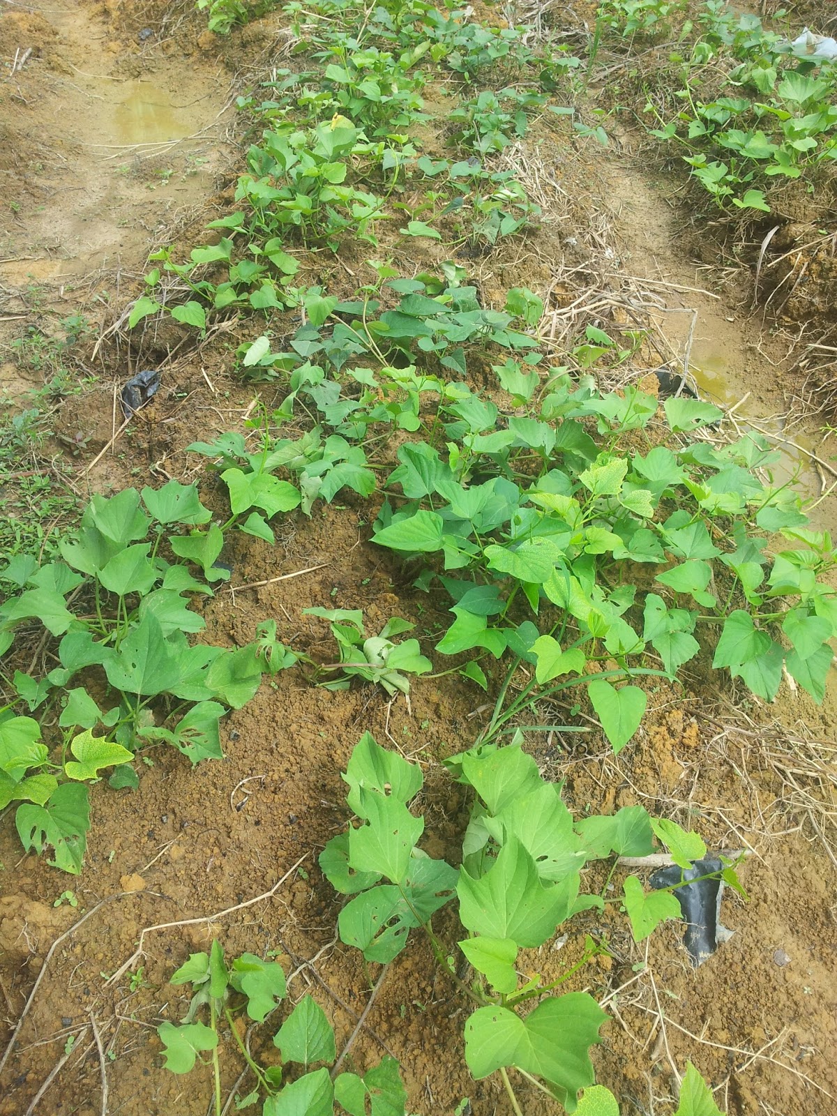 Tanaman Halia: UBI RAMBAT