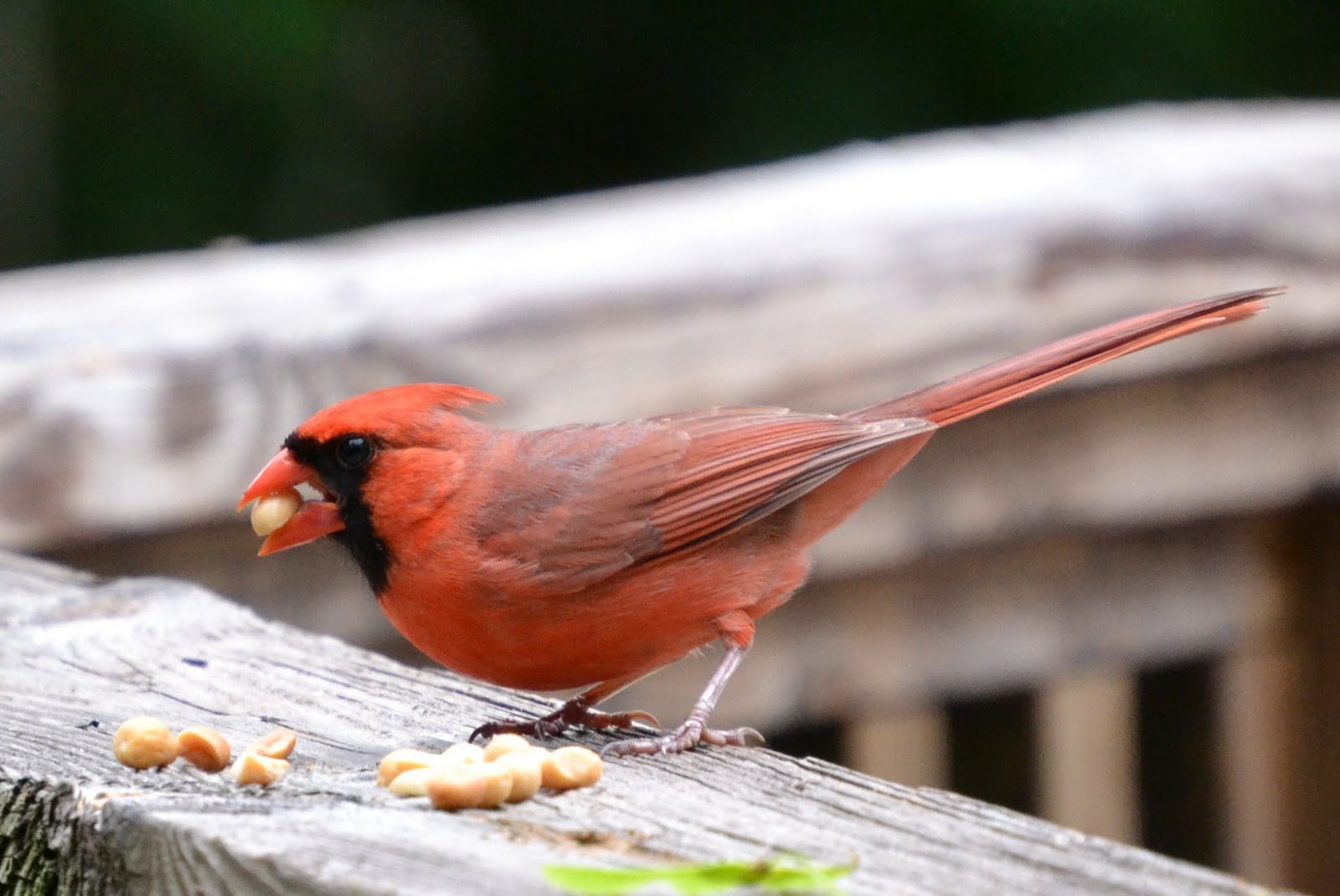 It's All About Purple: Backyard Birdies!!!!