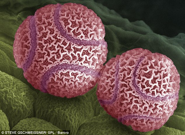 biojojo: Pembuatan Preparat Polen Bunga