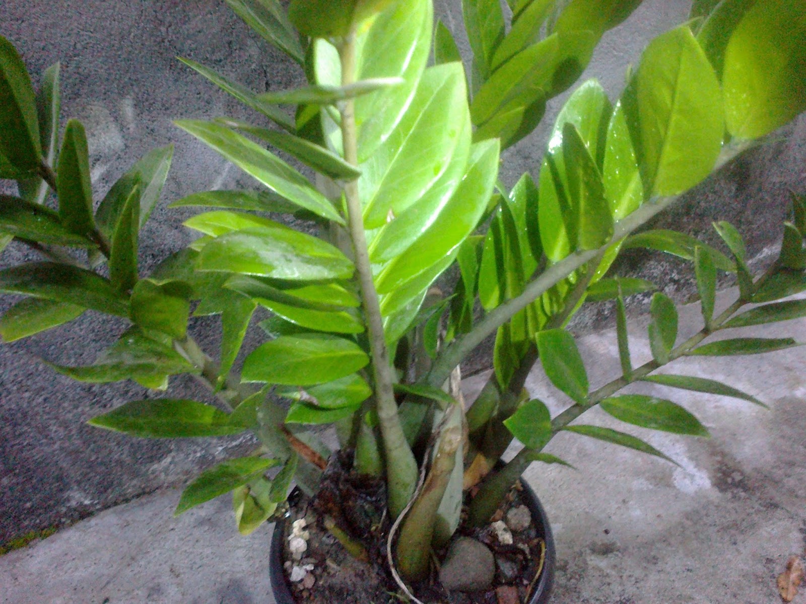 Budidaya Tanaman Hias Zamia Dengan Cara Pemisahan Anakan - Seputar ...