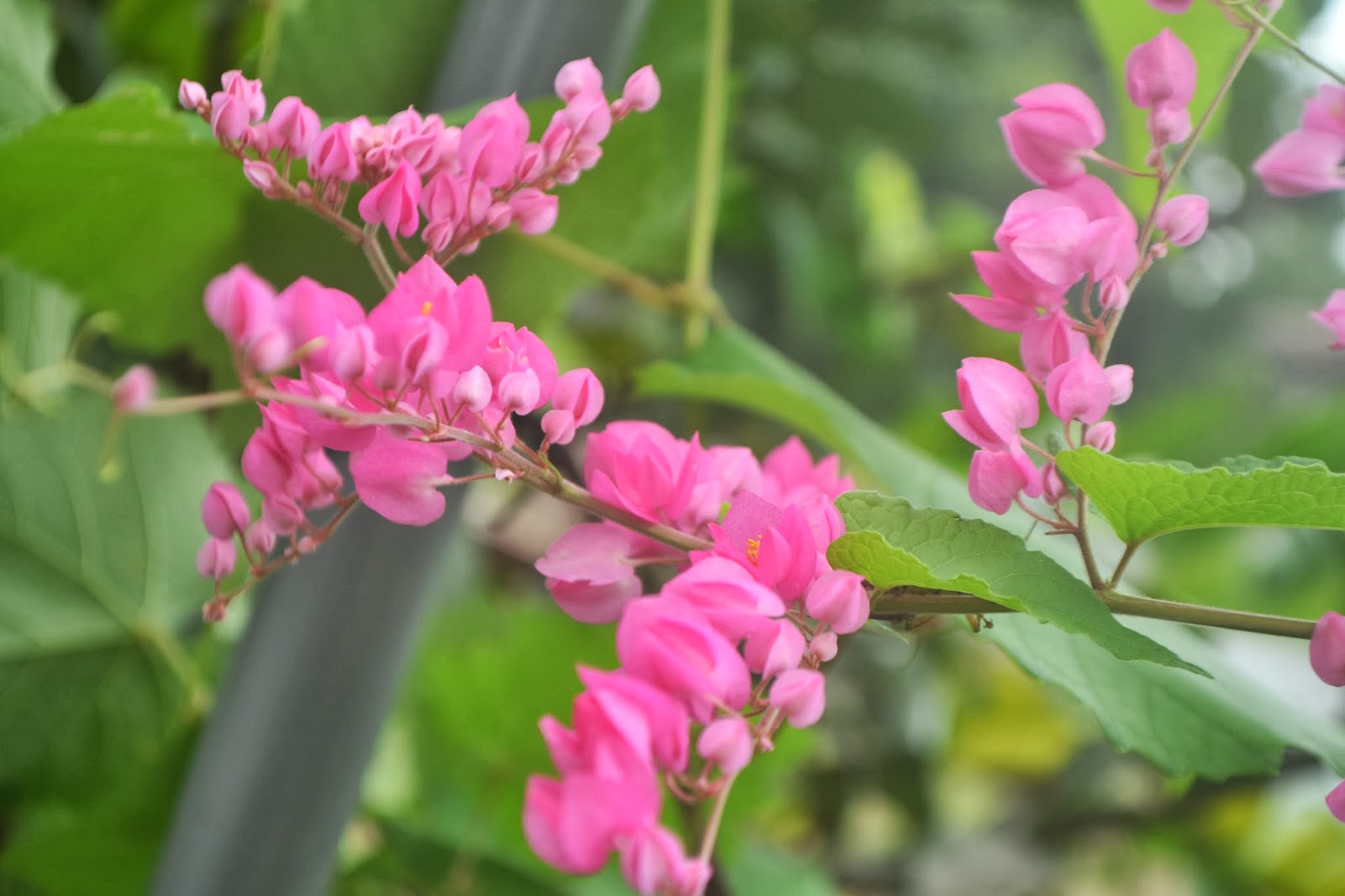 Tren 25+ Bunga Yang Melambangkan Kerinduan Yang Mendalam