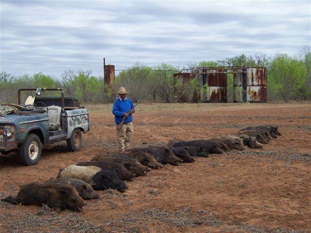 Hands-On Hunting: Feral Hog Hunting: The Good, the Bad, and the Ugly ...