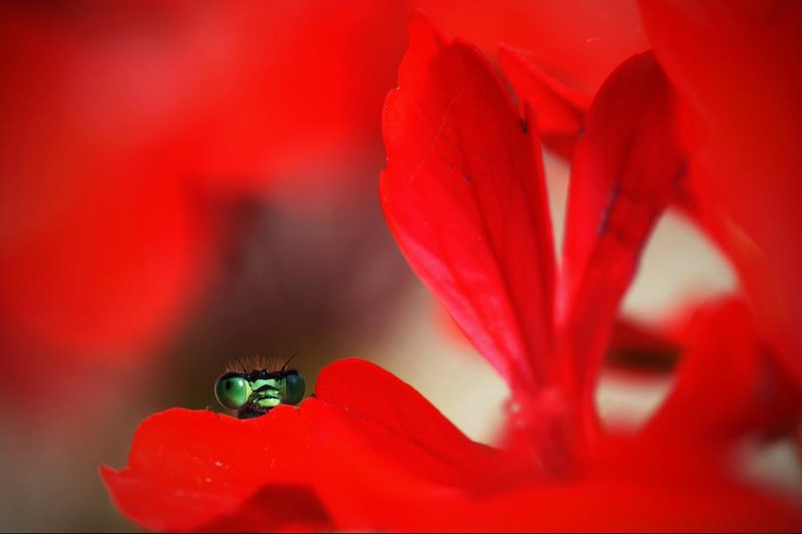 Fotógrafo captura a beleza das Libelinhas | Marte é para os Fracos