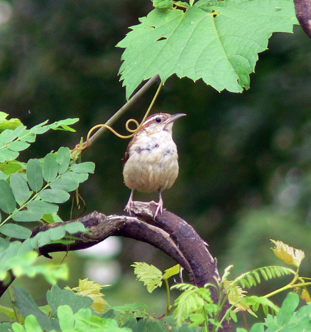 Life, Birding, Photos and Everything: Carolina Wrens in Kentucky