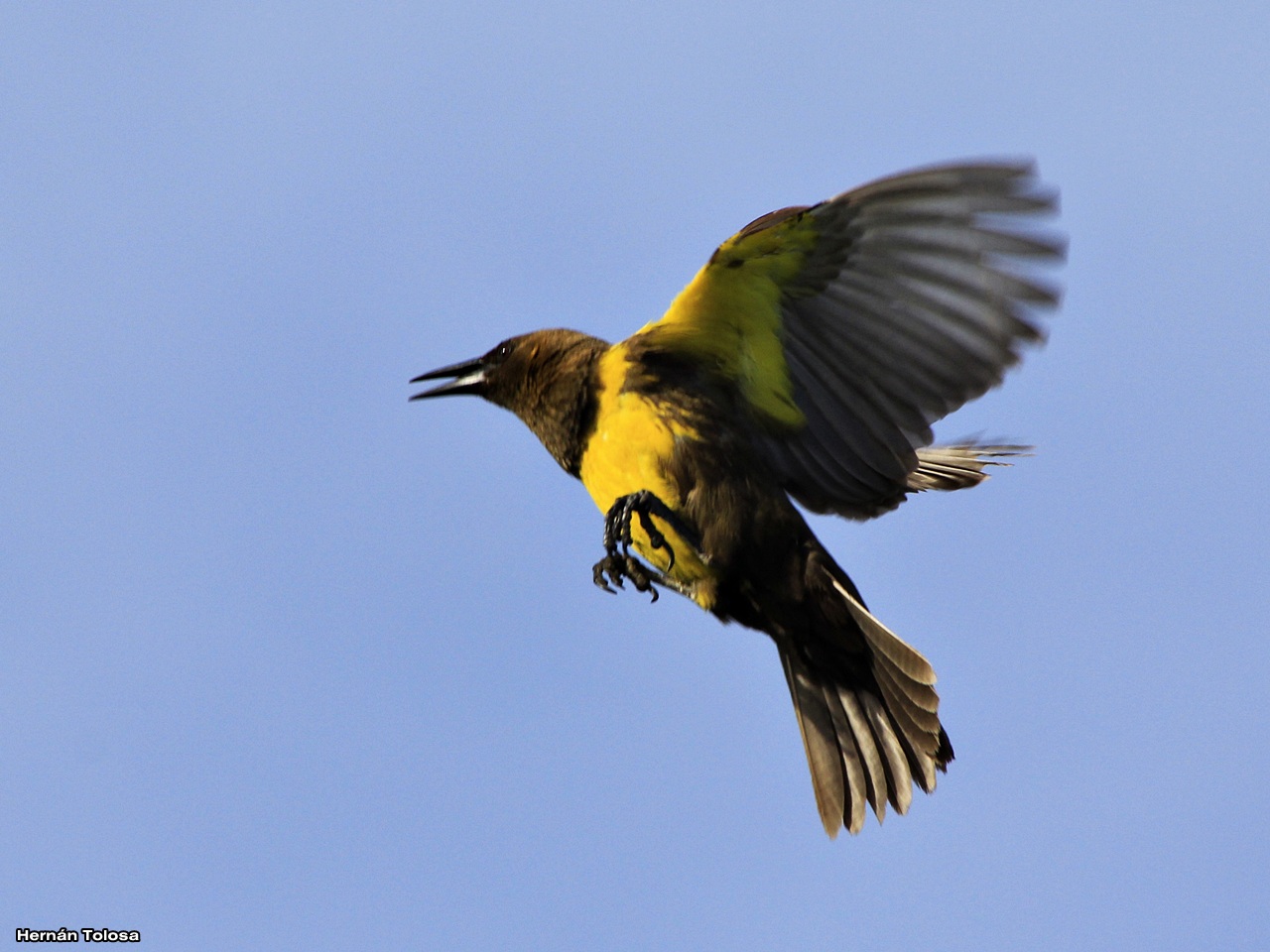Aves Bonaerenses: Pichón y adultos de pecho amarillo