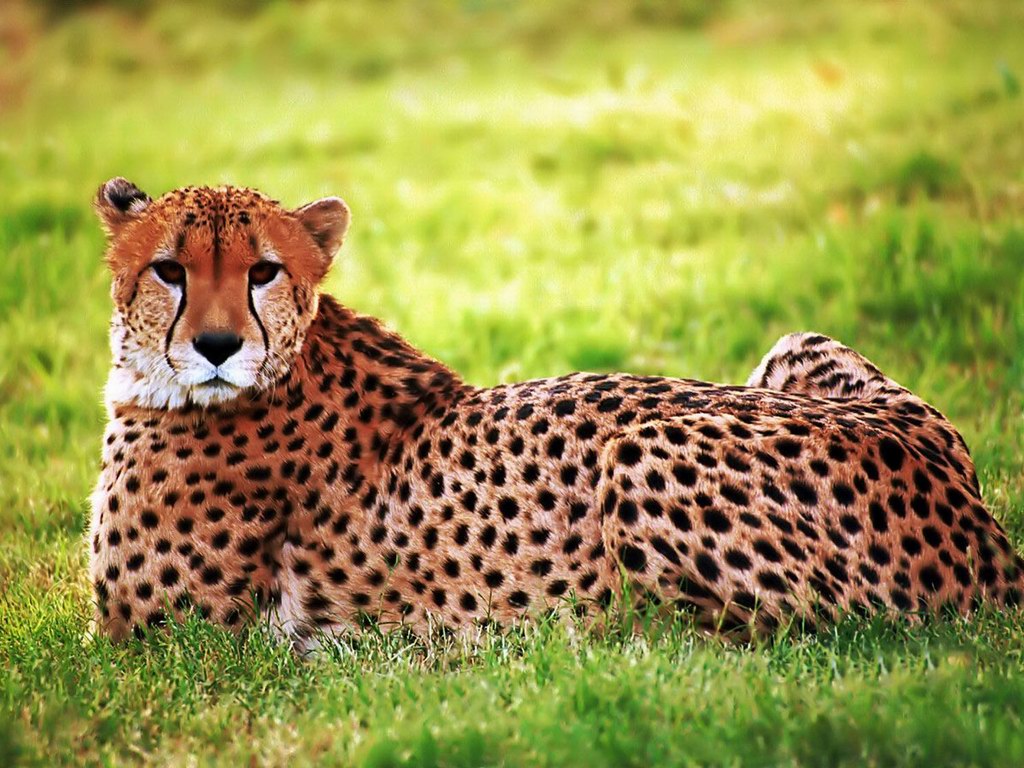 beautiful wallpapers free download: Cheetah Wallpapers