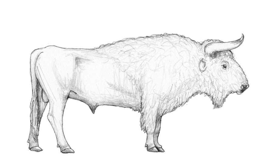 The Breeding-back Blog: Hairless bison, yak and a fluffy aurochs
