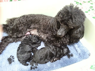 Karamba Toy Poodles: Puppies for Sale