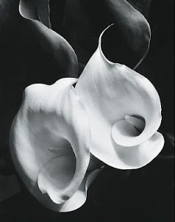 My Photography Work: Imogen Cunningham Research (Natural Form)