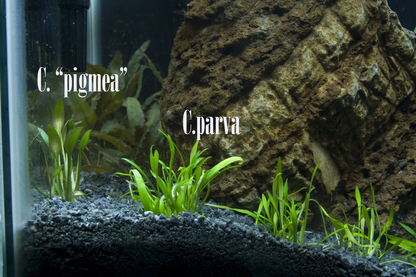 Cryptocoryne Pygmaea