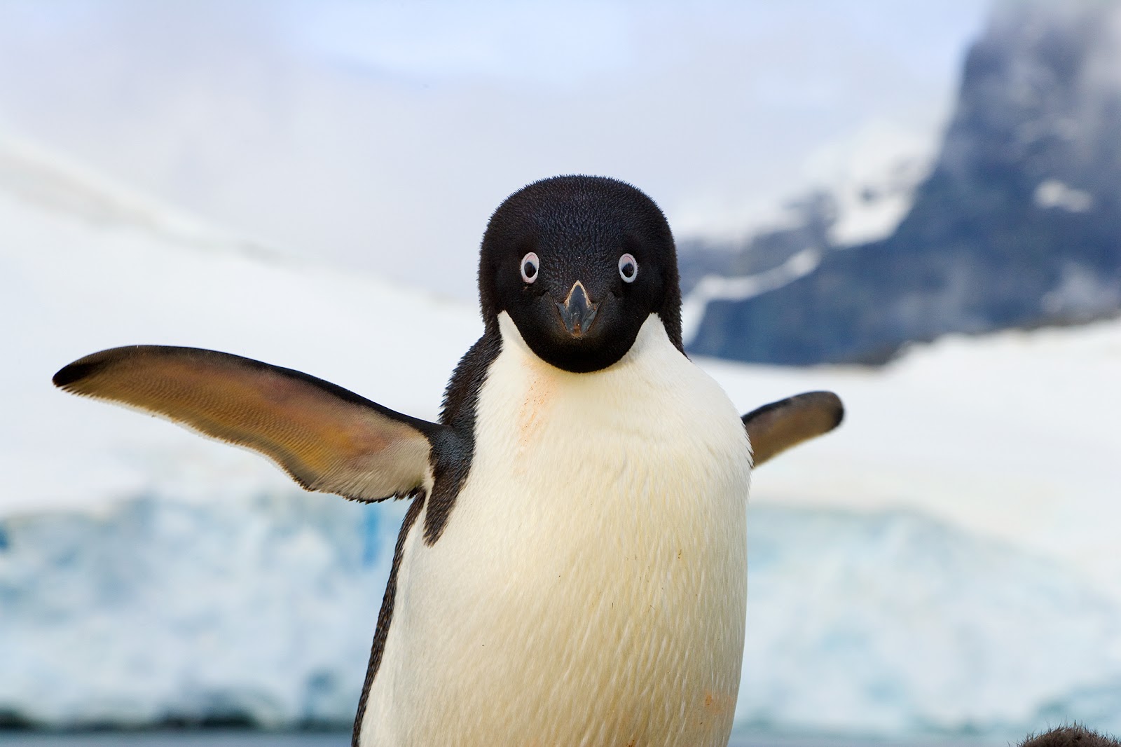 Penguin Cool Wallpapers 1