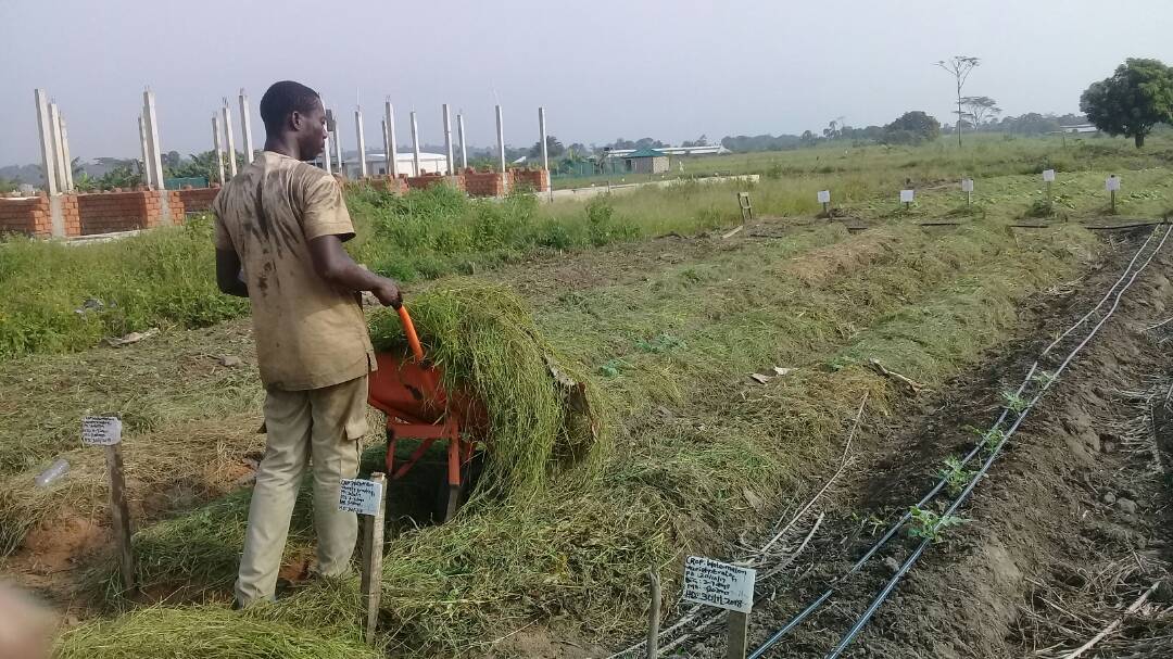 USE OF NATURAL MULCH: A SINGULAR POINTER TO SUCCESS IN DRY SEASON ...