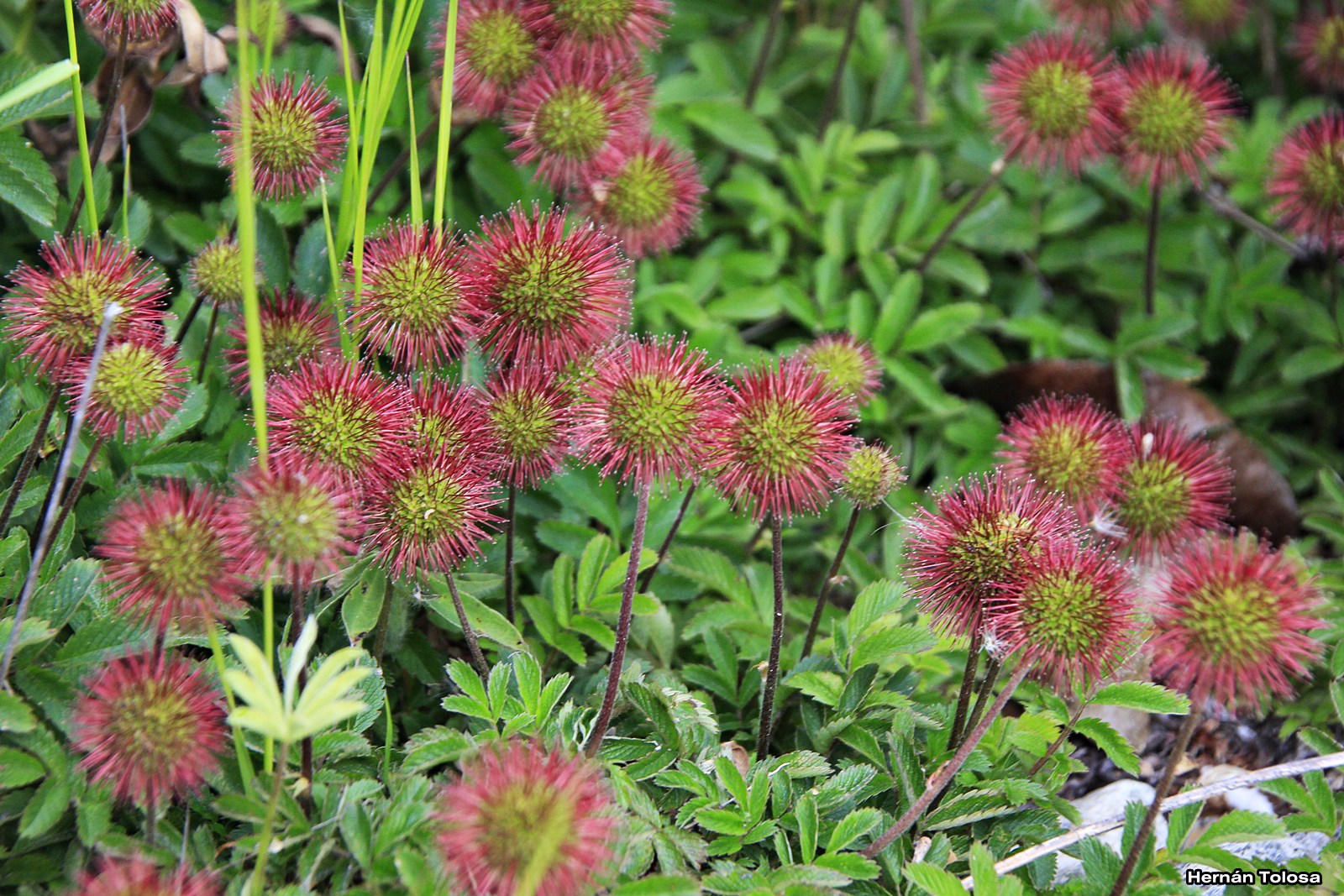 Patagonia: Cadillo (Acaena magellanica)