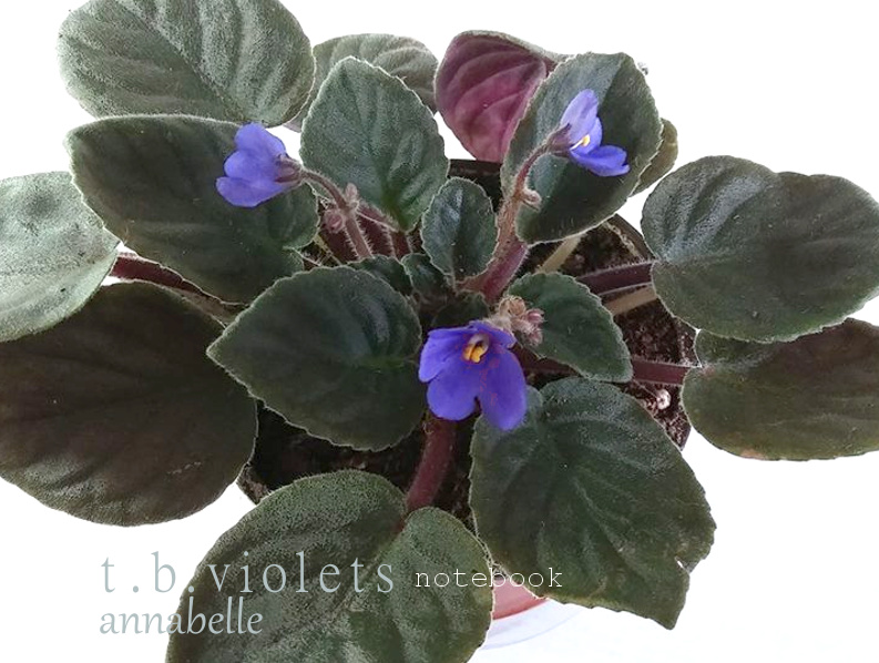 How to Rescue A Violet